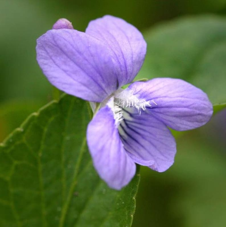 25 Common Blue Violet Seeds Viola Papilionacea Seeds Viola Sororia ...