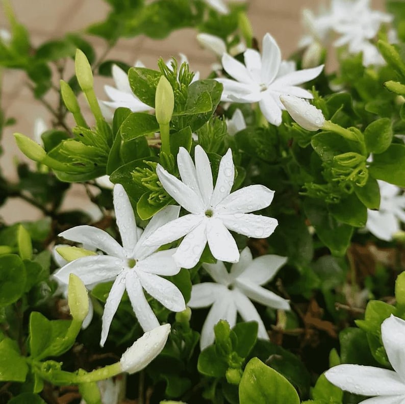 Live Downy Jasmine Plant Star Jasmine Jasminum Multiflorum Seedling ...
