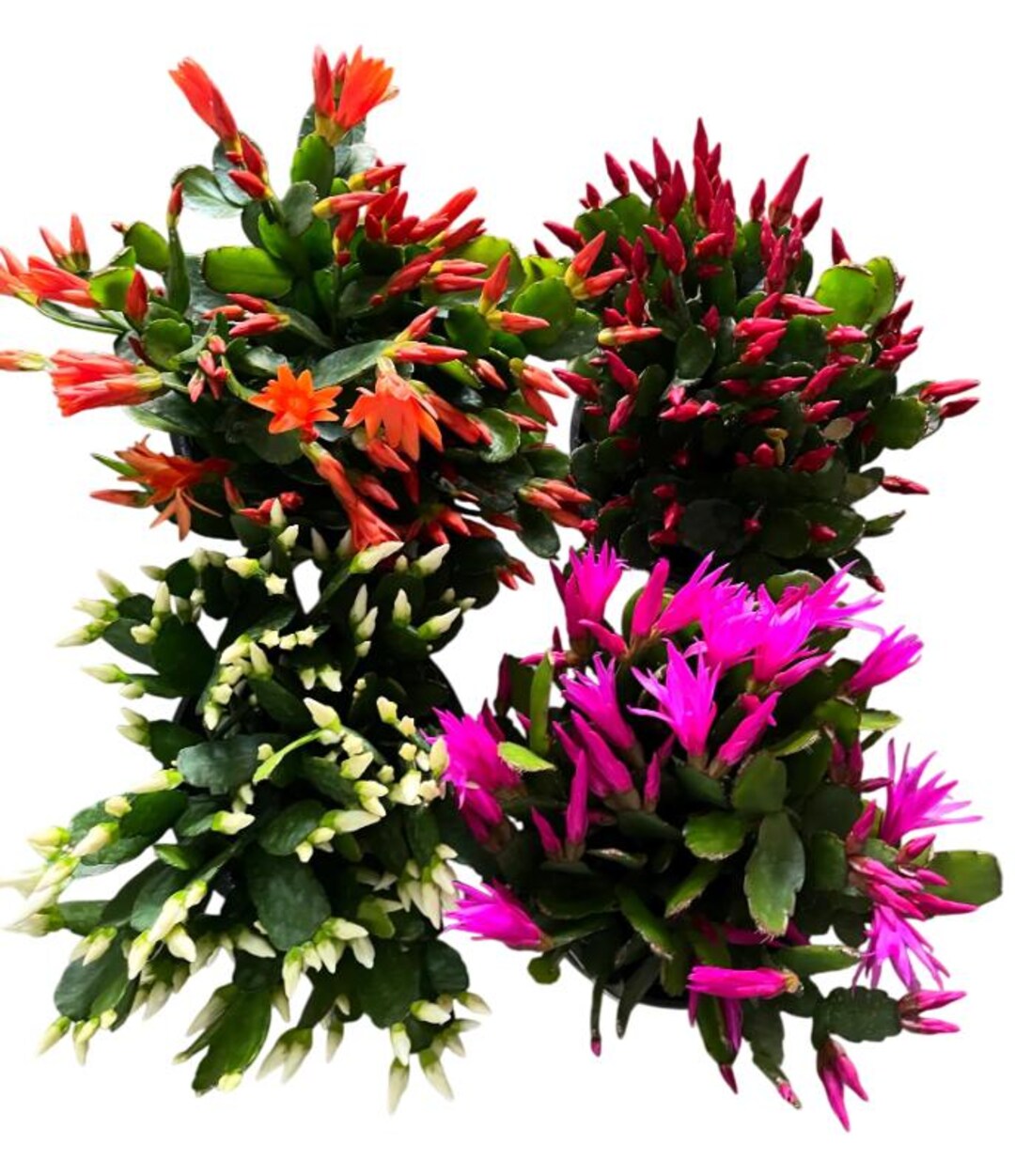 2 Randoms Easter Cactus Plants Live Holiday Cactus Flowers ...