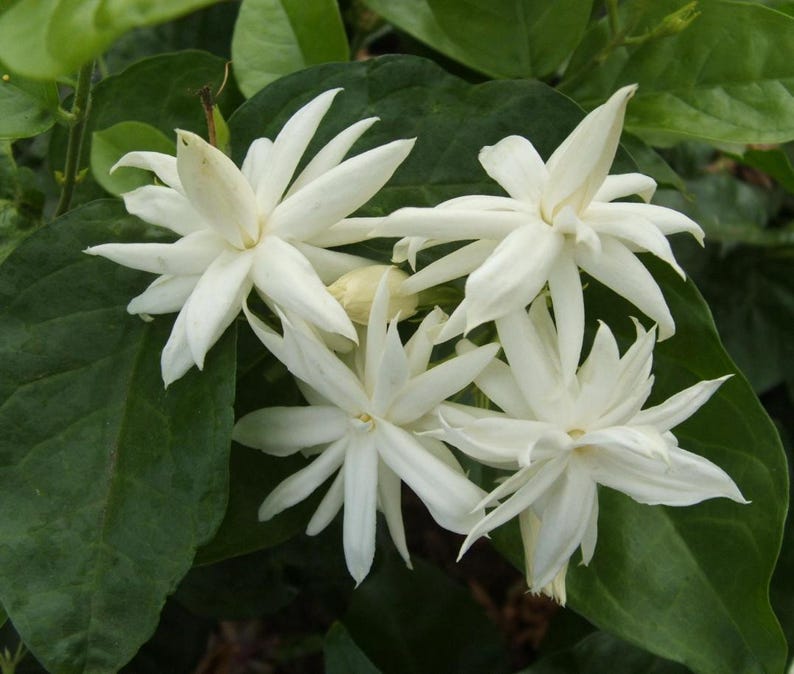 Jasmine Belle of India Plant Arabian Jasmine Star White Flower Plant 4 ...