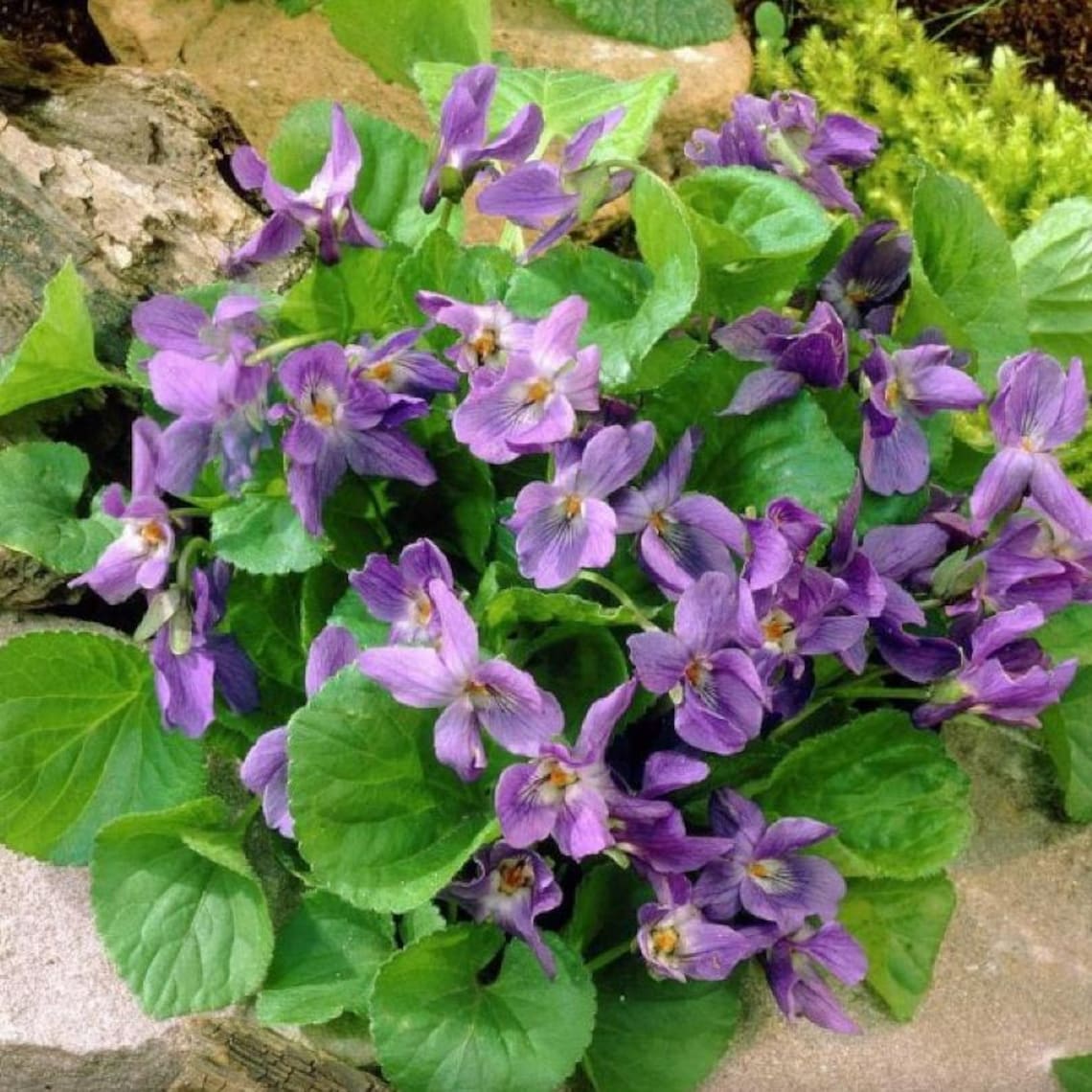 25 Common Blue Violet Seeds Viola Papilionacea Seeds Viola Sororia ...