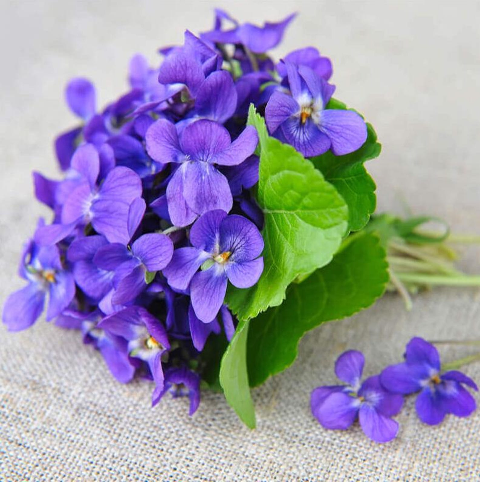 25 Common Blue Violet Seeds Viola Papilionacea Seeds Viola Sororia ...