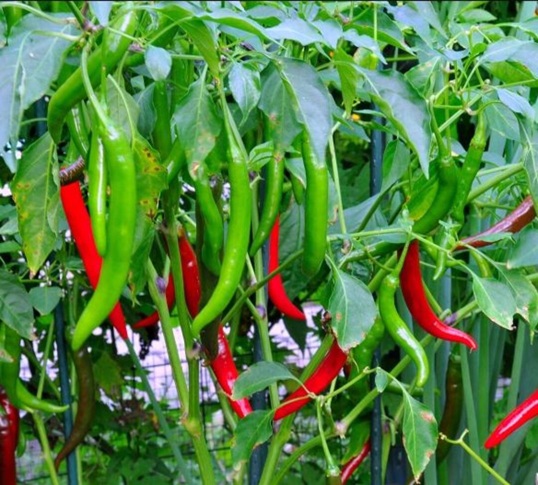 Set 2 Hot Cayenne Long and Thin Pepper Plants Chilli Pepper Seedling 4 ...