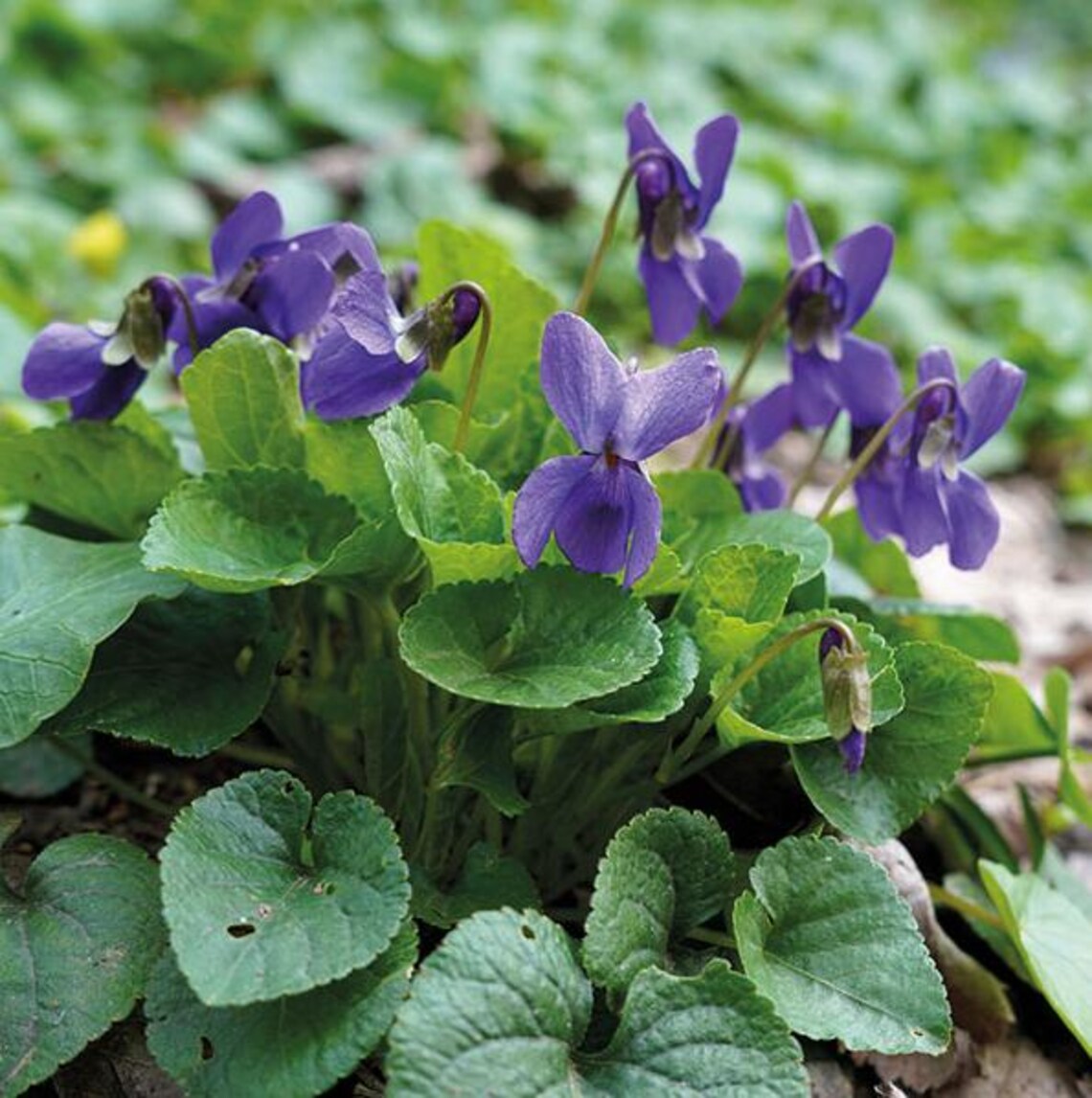 25 Common Blue Violet Seeds Viola Papilionacea Seeds Viola Sororia ...
