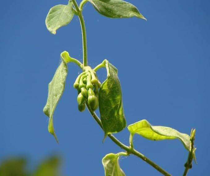 10 Fernaldia Pandurata Seeds White Loroco Seeds for Planting, Perennial ...