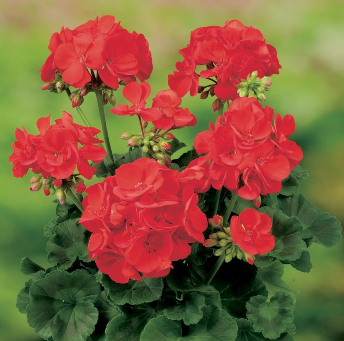 Red Geranium Plants Live Geranium Pelargonium Plant Hardy Fragrant ...