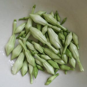 Combo 10 Seeds Loroco Plant Seeds and 30 Seeds Chipilin Seeds - Etsy