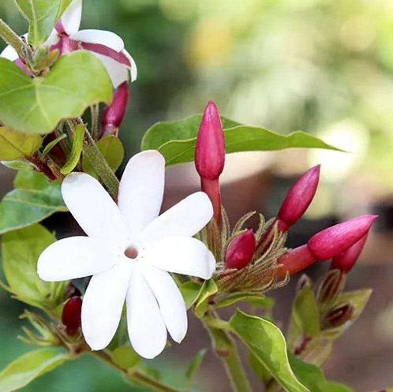 Live Downy Jasmine Plant Star Jasmine Jasminum Multiflorum Seedling ...