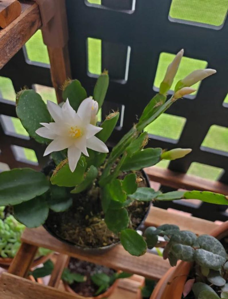 White Easter Cactus Plant With Flowers, Spring Cactus Rhipsalidopsis ...