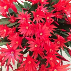 Red Easter Cactus Plant With Flowers, Spring Cactus Rhipsalidopsis ...