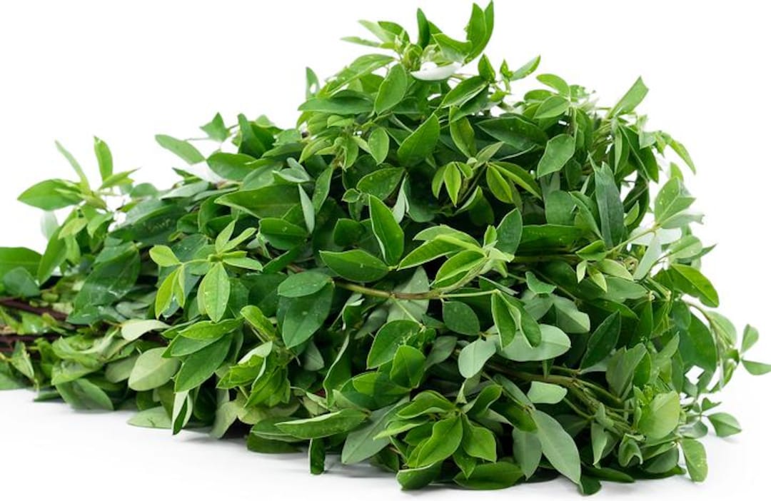 100 Semillas De Chipilin Seeds Guatamalan Giant Chepil Chipilin Seeds ...