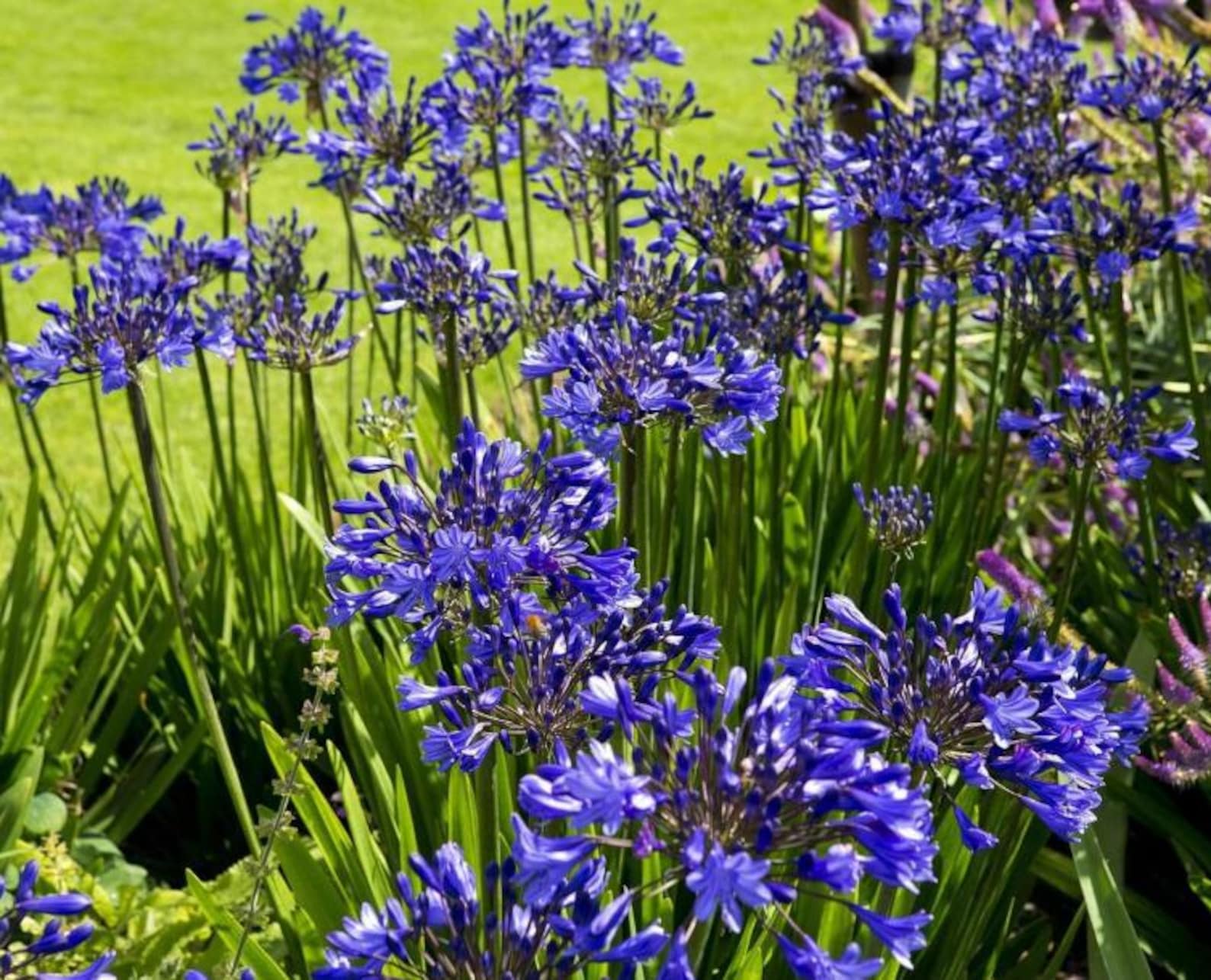 Live Blue Agapanthus Plant African Lily Hardy Perennial Flower Plant ...