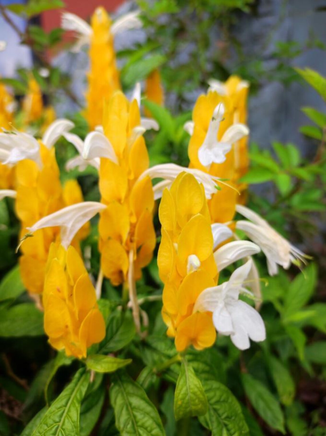 2 Golden Shrimp Plants Pachystachys Lutea Lollipop Plant Yellow Flowers ...