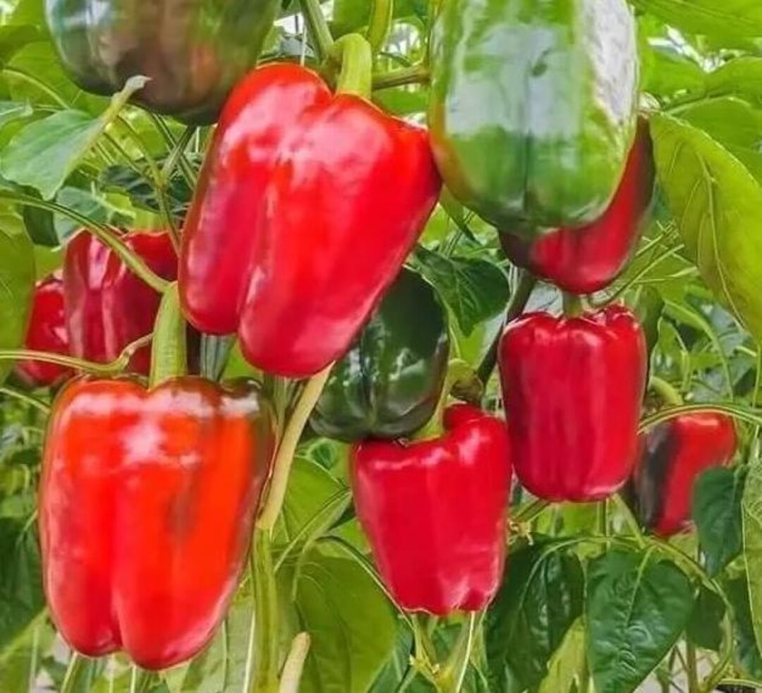 Set 2 Red Knight Peppers Plants Big Bell Peppers Seedling 4-6 Inch Tall ...