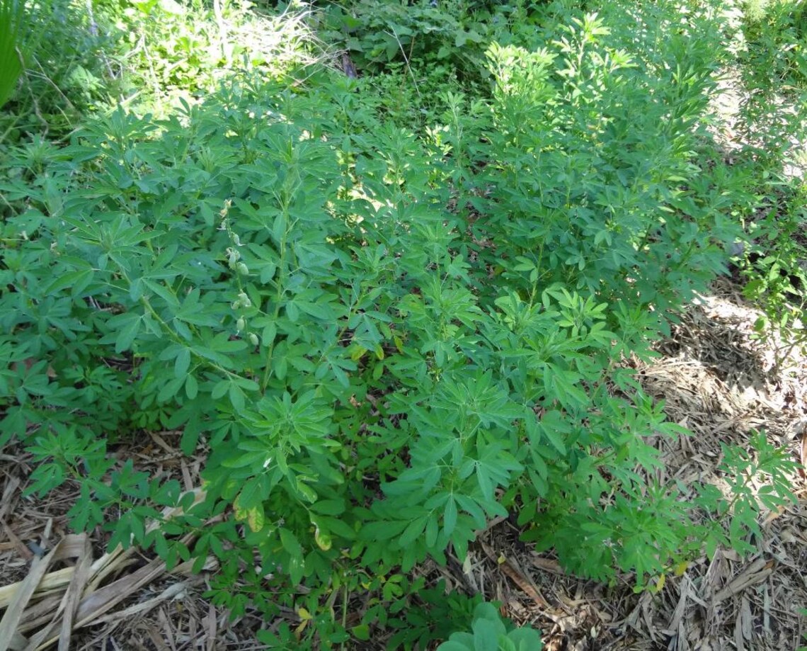 100 Semillas De Chipilin Seeds Guatamalan Giant Chepil Chipilin Seeds ...