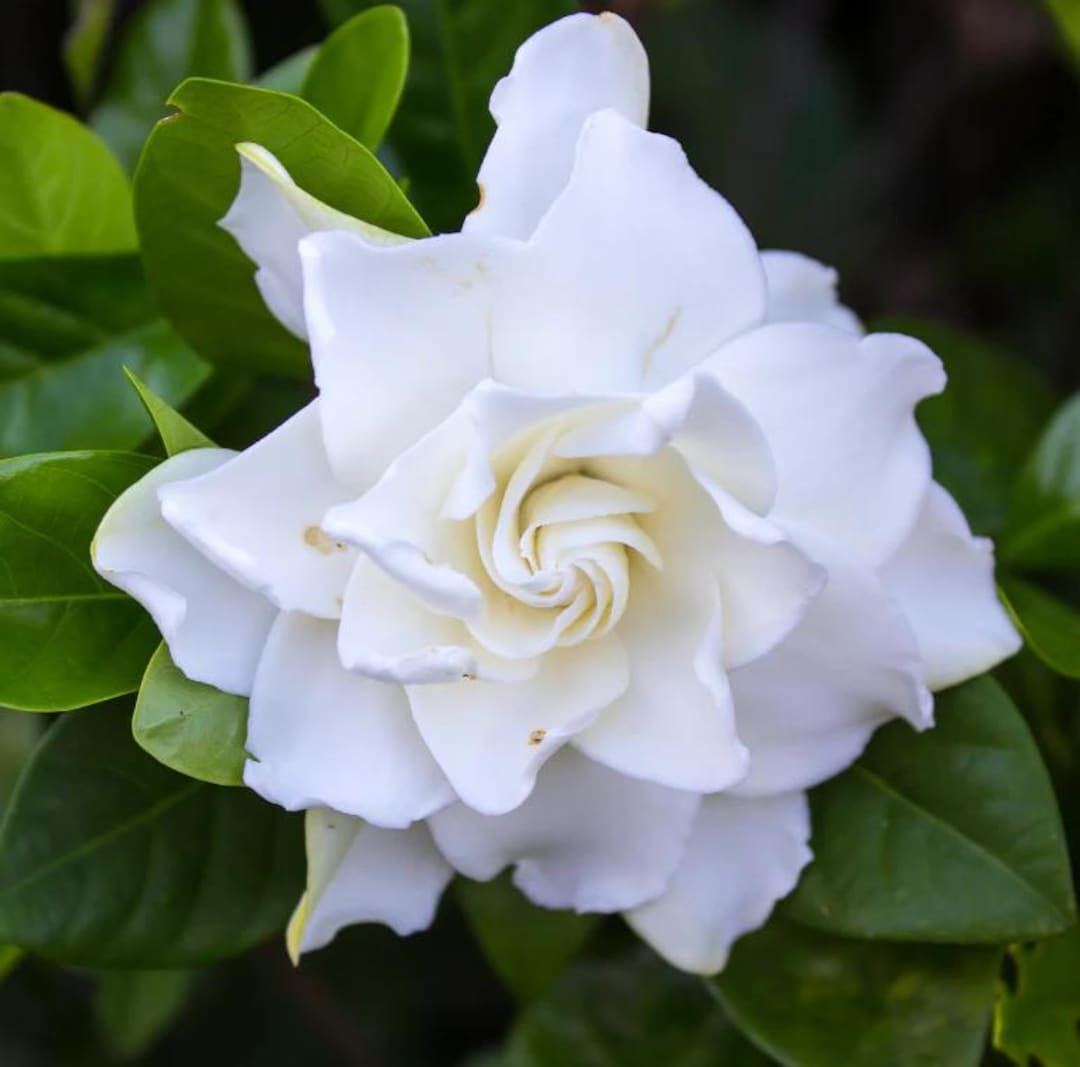 Aimee Gardenia Jasmine Plant Double White Jasmine Plant Cape Jasmine ...