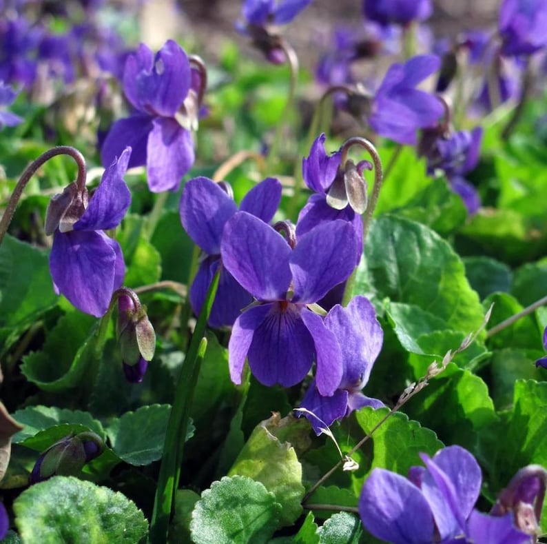 25 Common Blue Violet Seeds Viola Papilionacea Seeds Viola Sororia ...