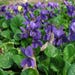 25 Common Blue Violet Seeds Viola Papilionacea Seeds Viola Sororia ...