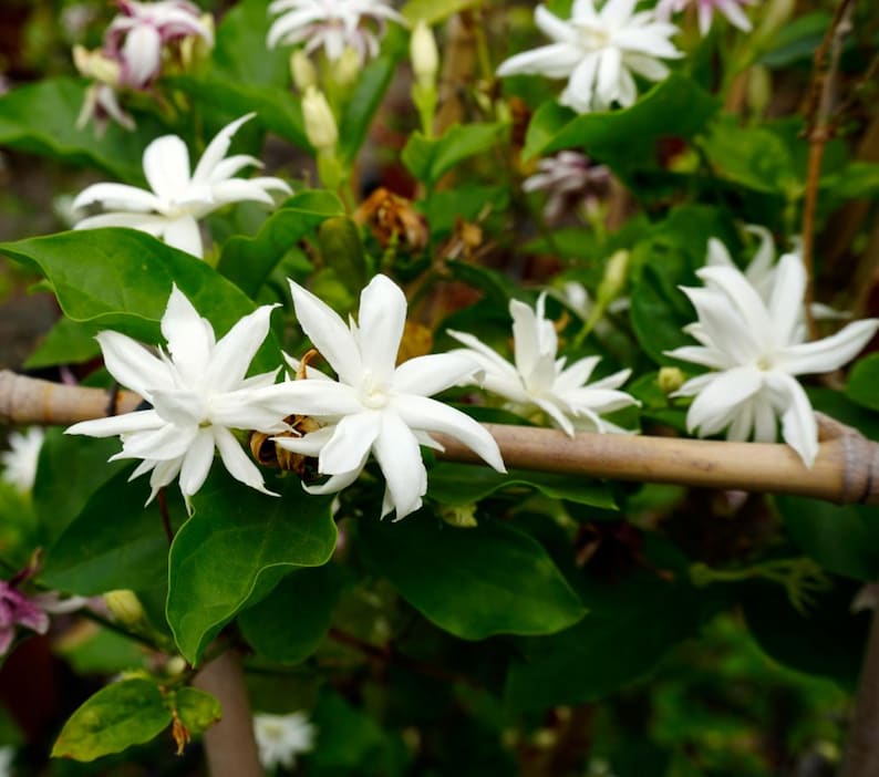 Jasmine Belle of India Plant Arabian Jasmine Star White Flower Plant 4 ...