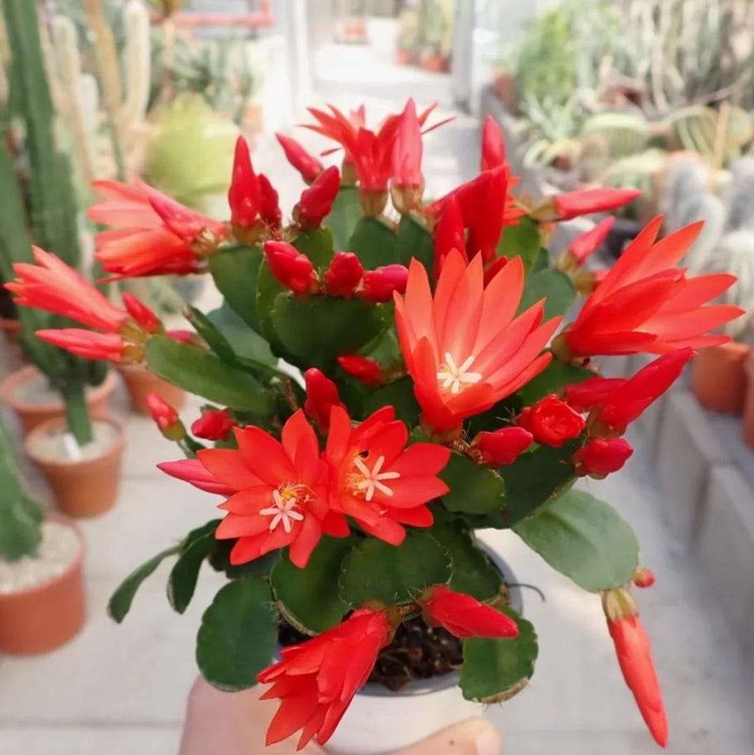 Red Easter Cactus Plant With Flowers, Spring Cactus Rhipsalidopsis ...