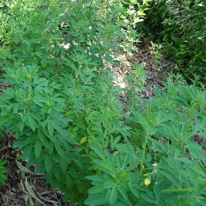 100 Semillas De Chipilin Seeds Guatamalan Giant Chepil Chipilin Seeds ...
