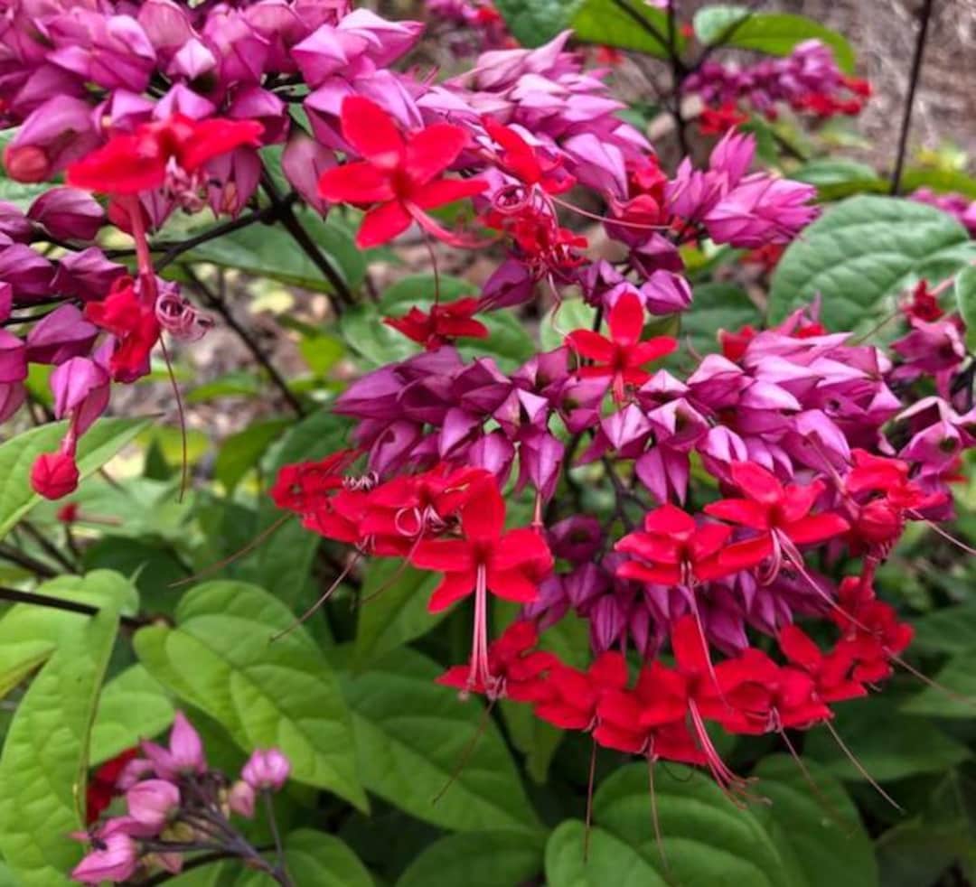 Red Bleeding Heart Flowering Vine Plant Clerodendrum Thomsoniae Plant ...