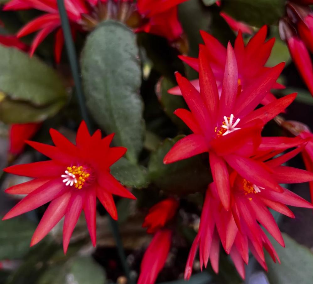 Red Easter Cactus Plant With Flowers, Spring Cactus Rhipsalidopsis ...