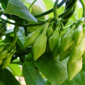 Combo 10 Seeds Loroco Plant Seeds and 30 Seeds Chipilin Seeds - Etsy