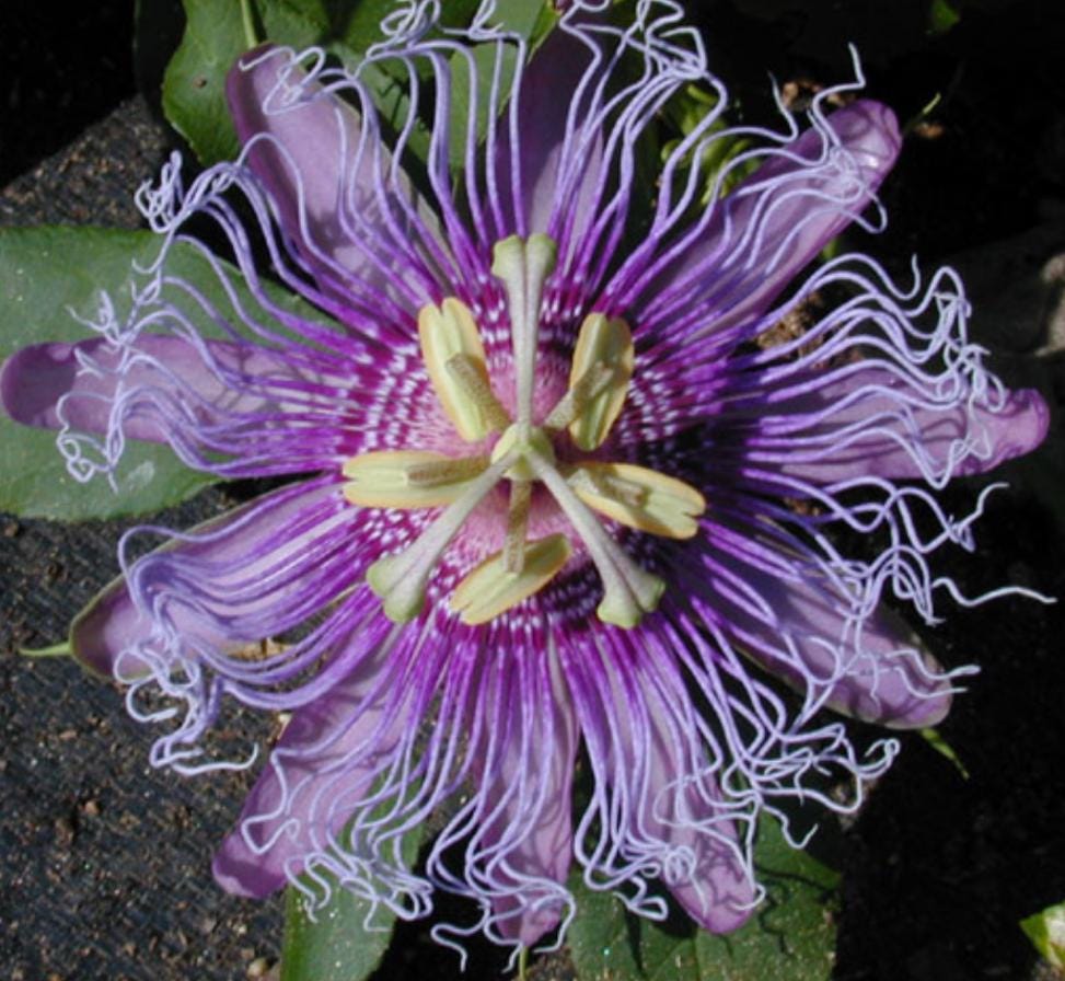 Live Maypop Purple Passion Fruit Plant Passiflora Incarnata Cold Hardy ...