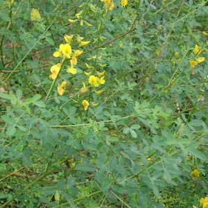 Combo 10 Seeds Loroco Plant Seeds and 30 Seeds Chipilin Seeds - Etsy