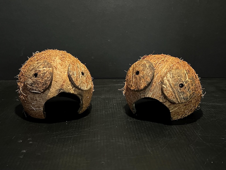 Coconut Hides- Birds, Hamster, Spider, Gecko, and More - Etsy