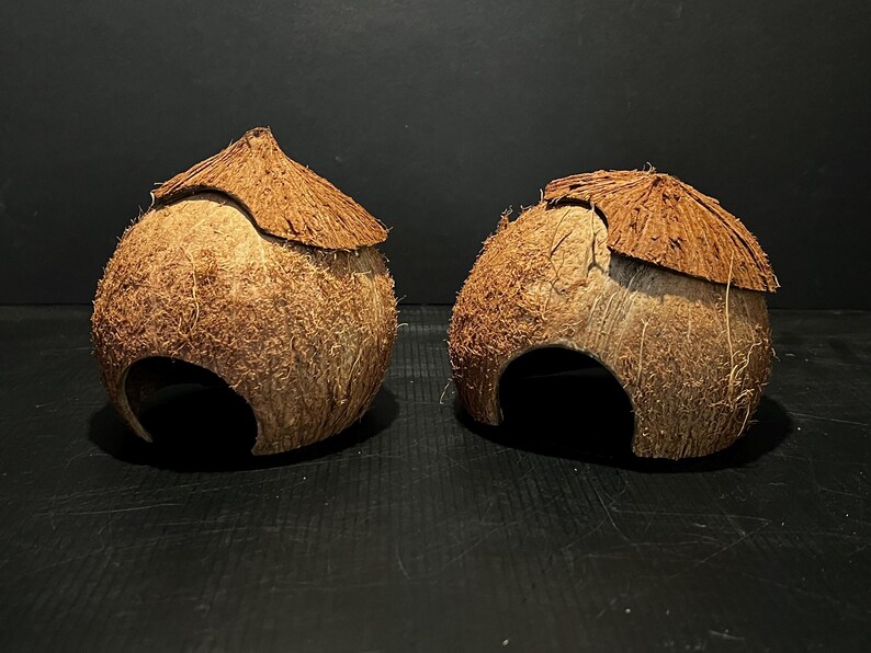 Coconut Hides- Birds, Hamster, Spider, Gecko, and More - Etsy
