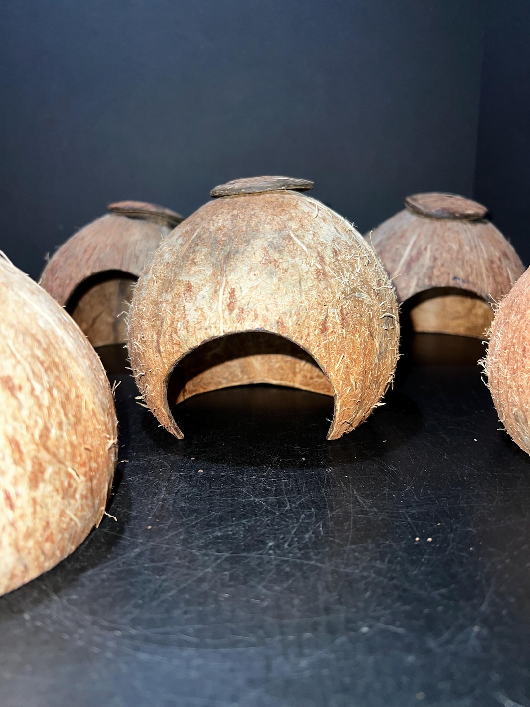 Coconut Hides- Birds, Hamster, Spider, Gecko, and More - Etsy