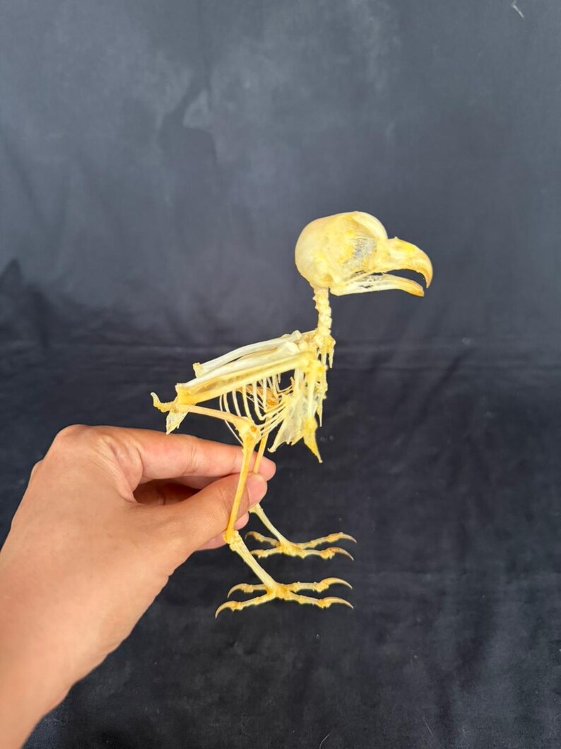 Real Taxidermy Bird Skeleton Sp 1 Pieces - Etsy