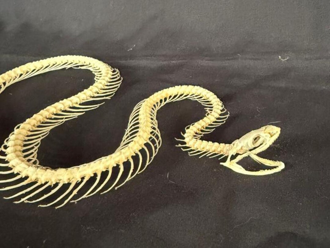 Real Bungarus Candidus Curved Skeleton - Etsy