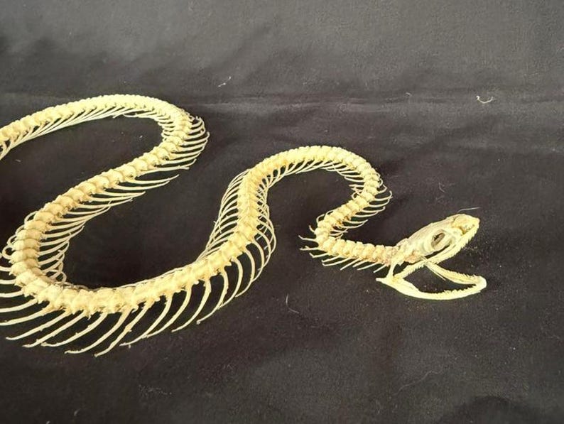 Real Bungarus Candidus Curved Skeleton - Etsy