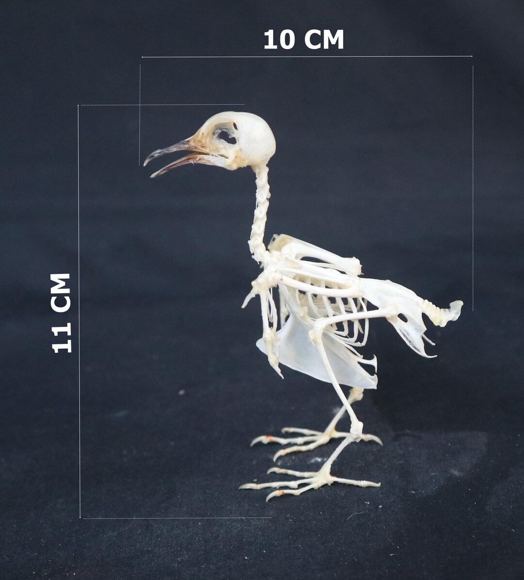 Real Taxidermy Geopelia Striata Skeleton 1 Pieces - Etsy