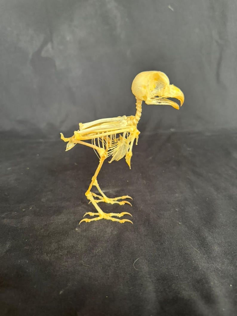Real Taxidermy Bird Skeleton Sp 1 Pieces - Etsy