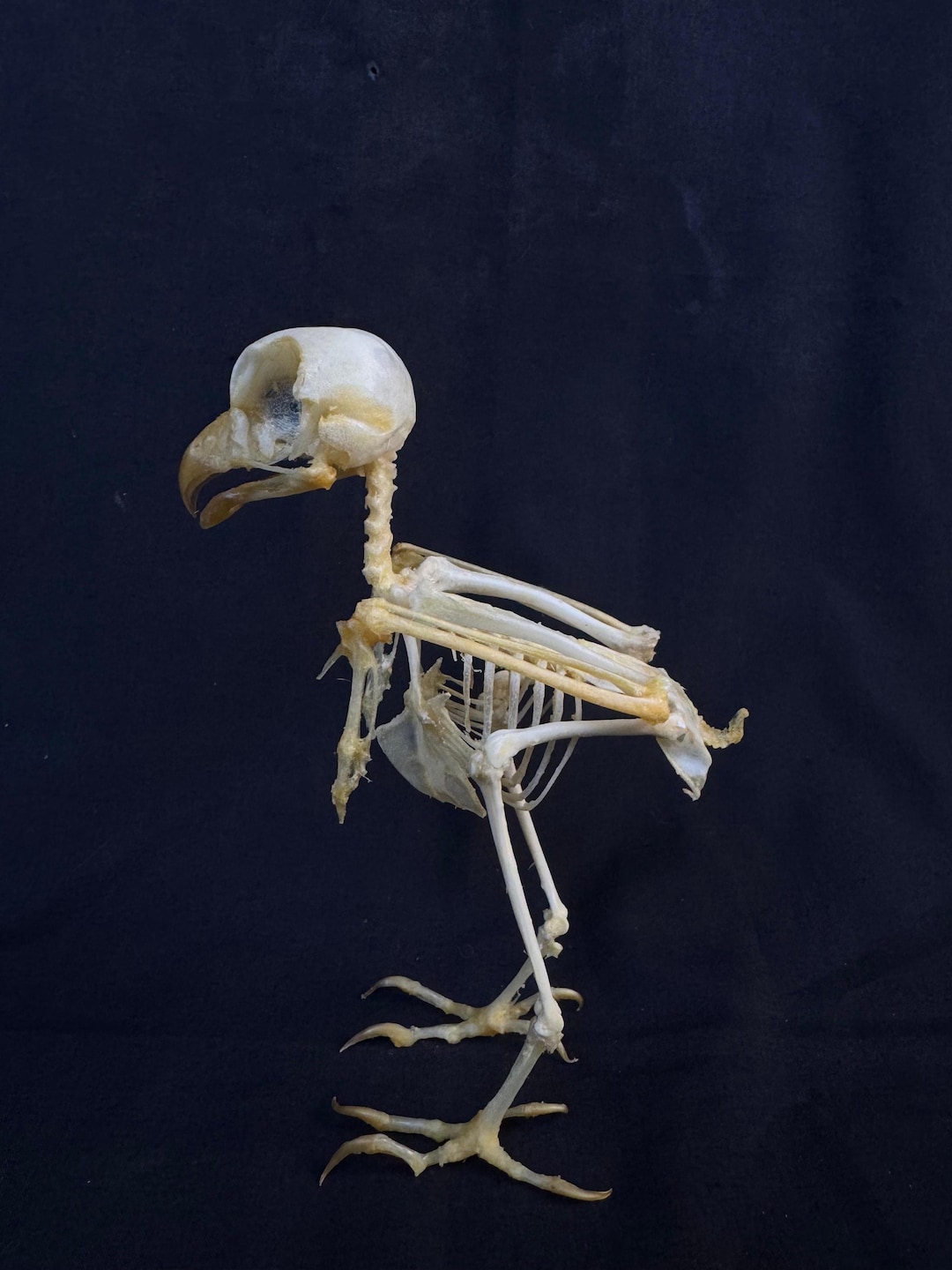Real Taxidermy Bird Skeleton Sp 1 Pieces - Etsy