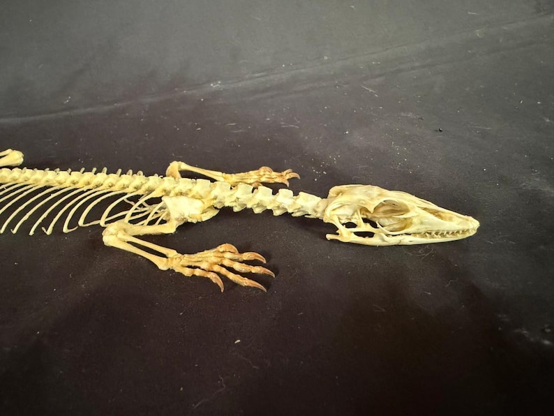 Real Water Lizard Skeleton - Etsy