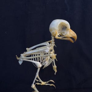 Real Taxidermy Bird Skeleton Sp 1 Pieces - Etsy