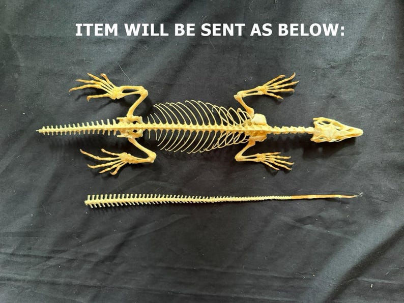 Real Water Lizard Skeleton - Etsy
