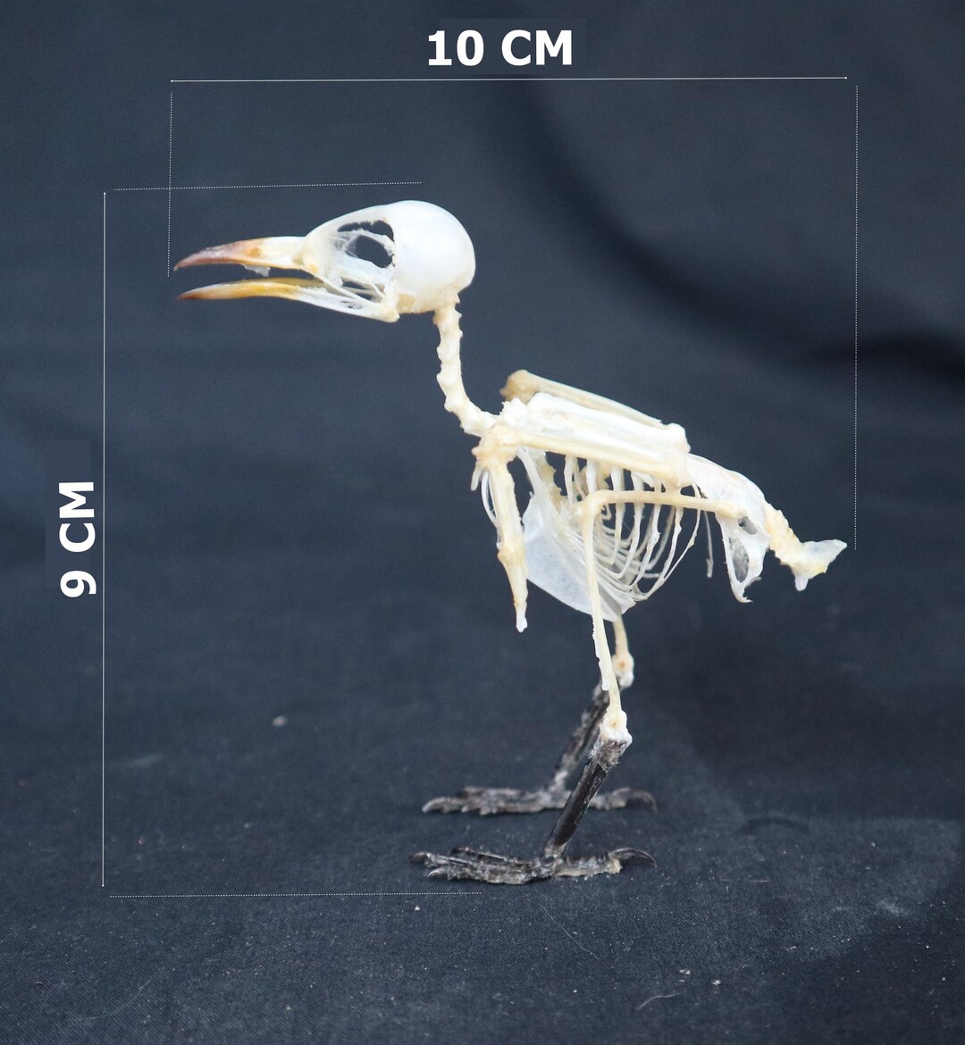 Real Taxidermy Pycnonotus Aurigaster Skeleton 1 Pieces - Etsy