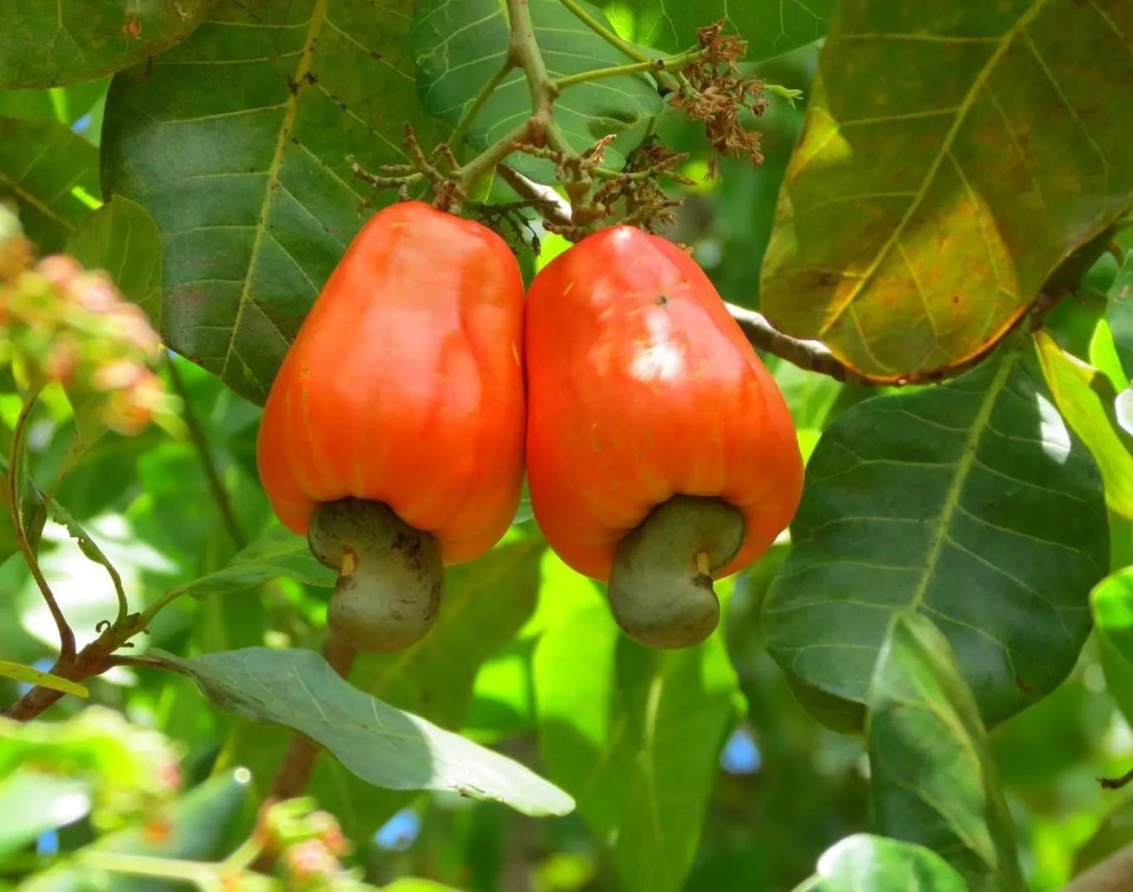 5 Cashew Nut Seeds Anacardium Occidentale Organic Heirloom Edible Fruit ...