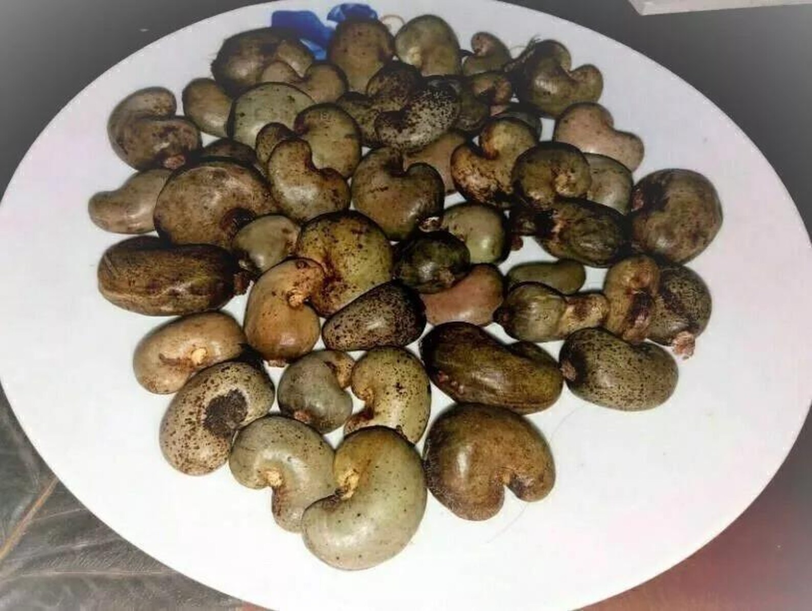 5 Cashew Nut Seeds Anacardium Occidentale Organic Heirloom Edible Fruit ...
