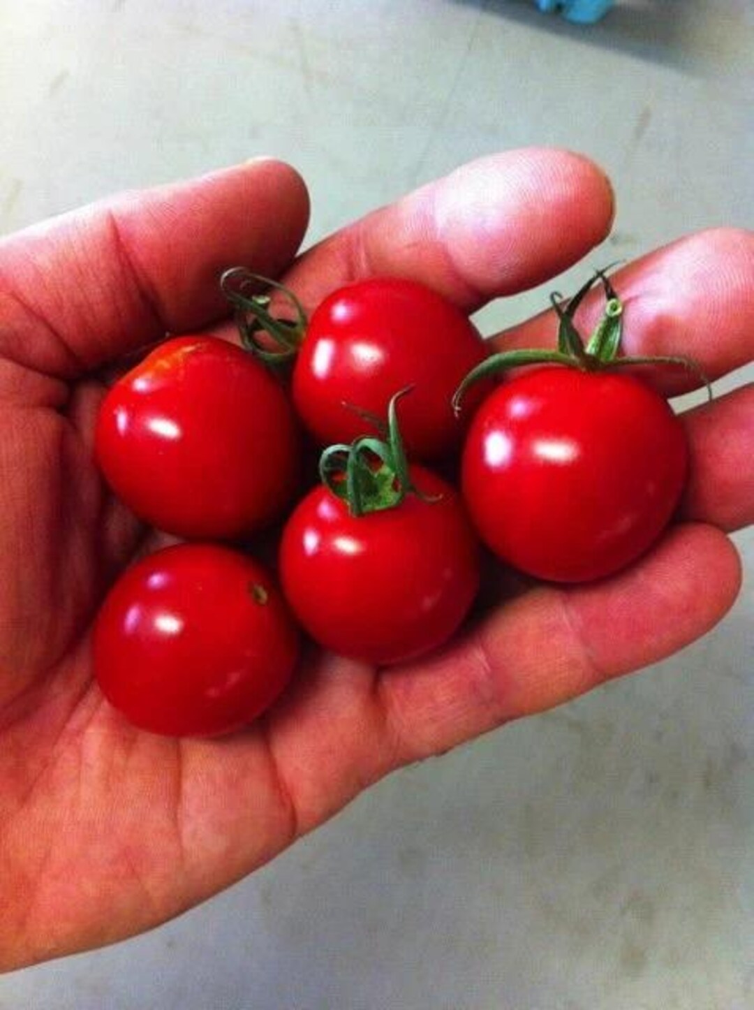 100+ Sugar Bomb Cherry Tomato Seeds – Organic Heirloom, Non-gmo & Fresh ...