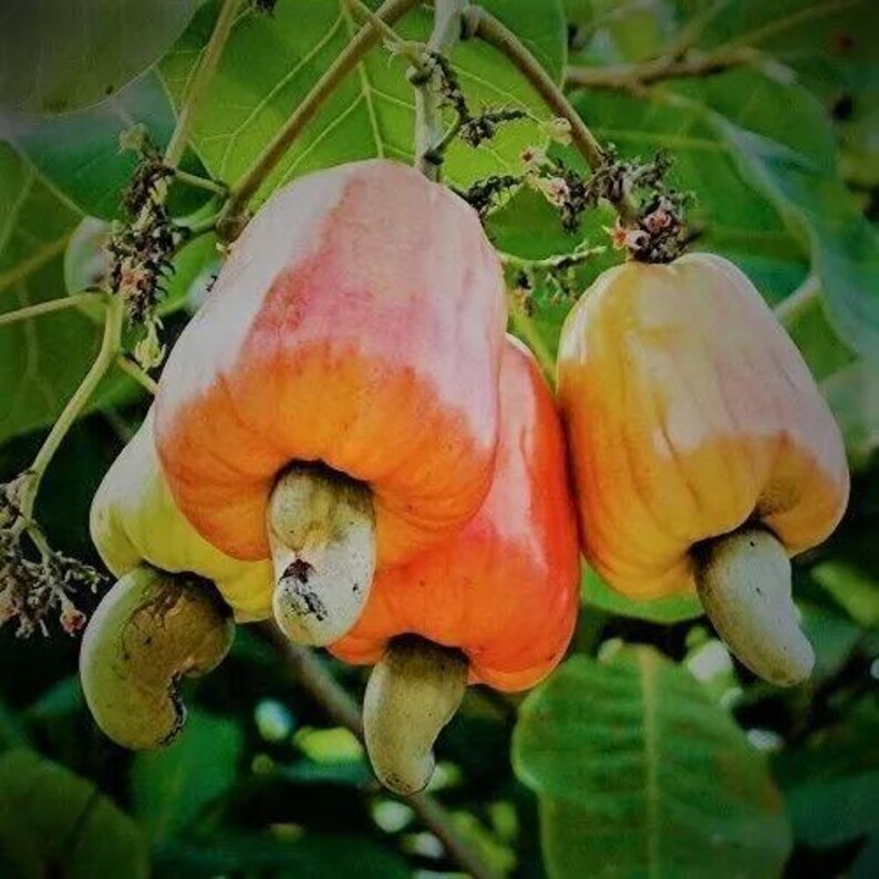 5 Cashew Nut Seeds Anacardium Occidentale Organic Heirloom Edible Fruit ...