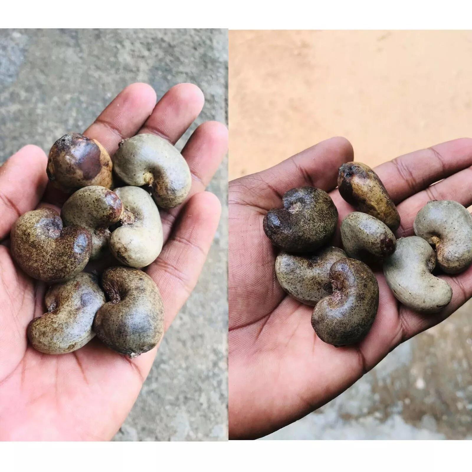 5 Organic Cashew Nut Seeds: Heirloom Edible Fruit Tree - Etsy