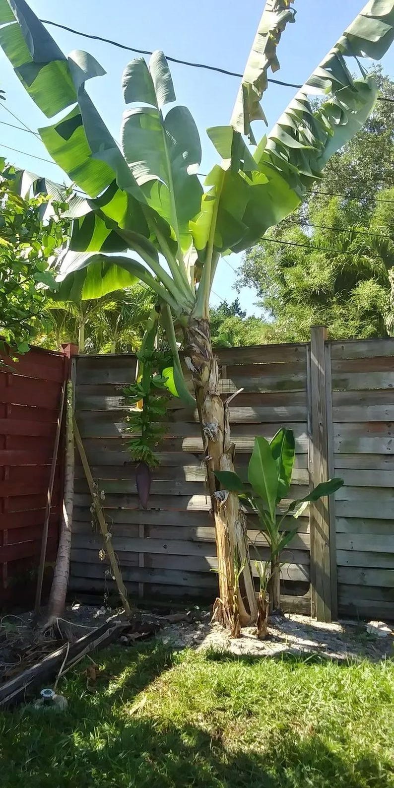 Musa - Dwarf Cavendish - 8-12" Banana Tree - Etsy