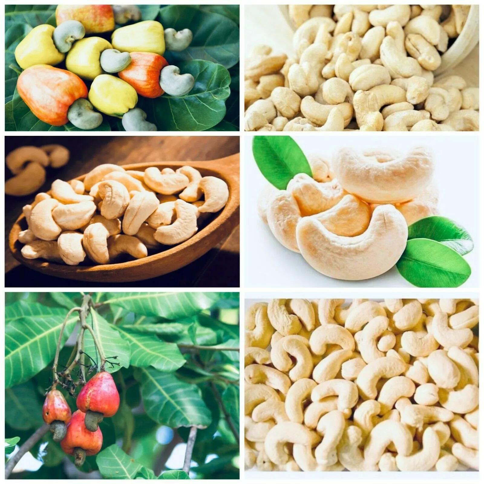 5 Cashew Nut Seeds Anacardium Occidentale Organic Heirloom Edible Fruit ...